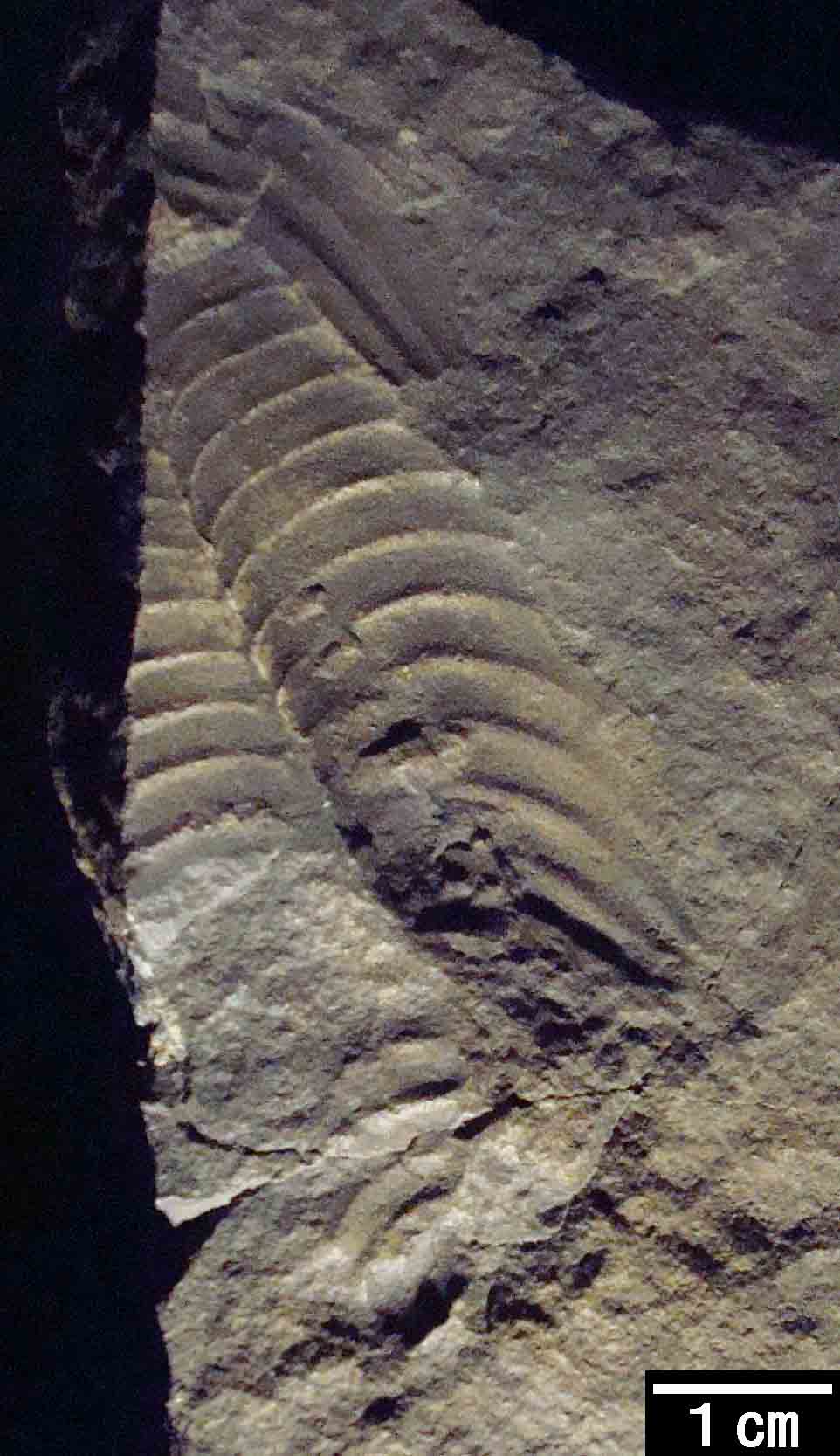 生命の誕生 多細胞生物の出現