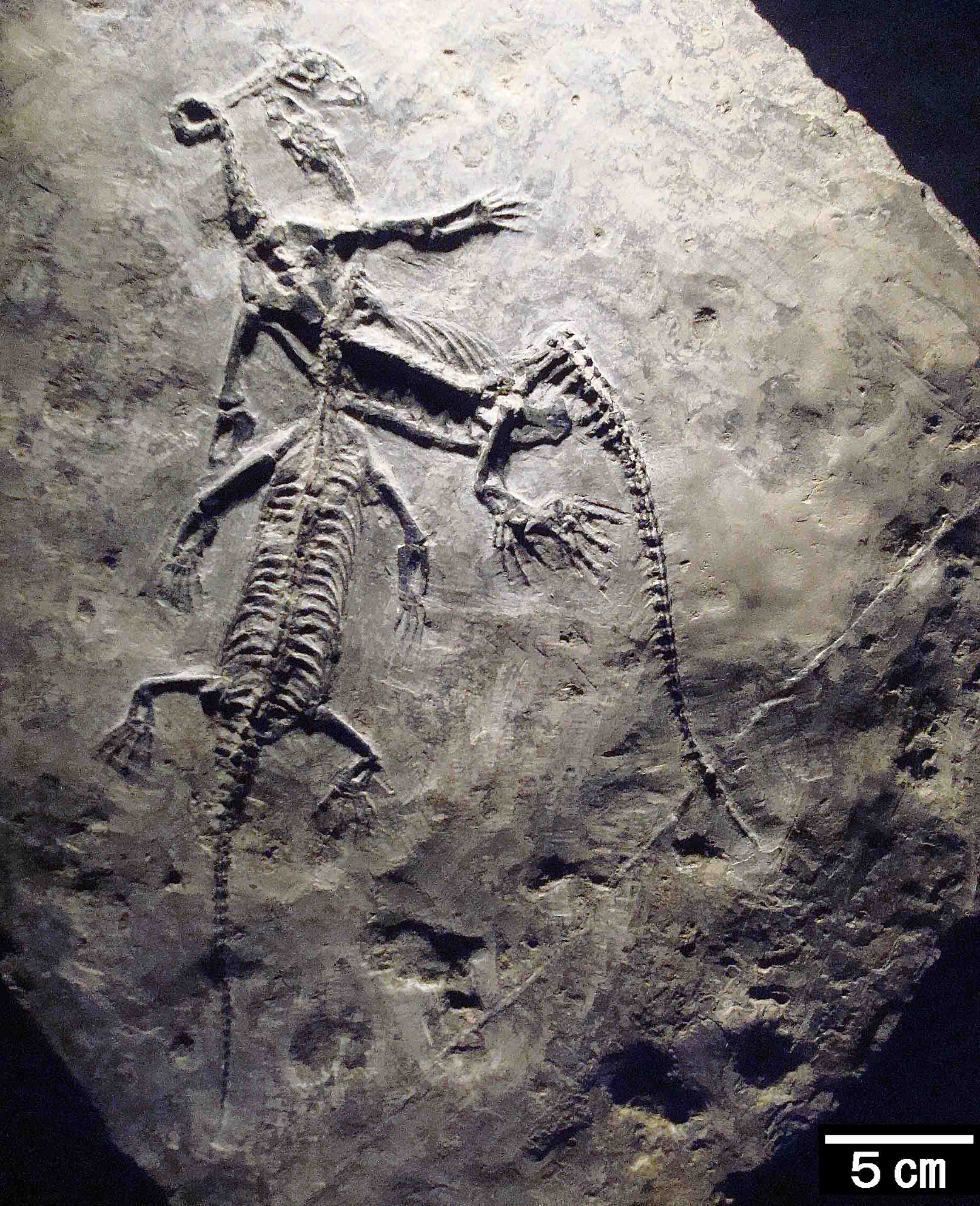 脊椎動物の進化