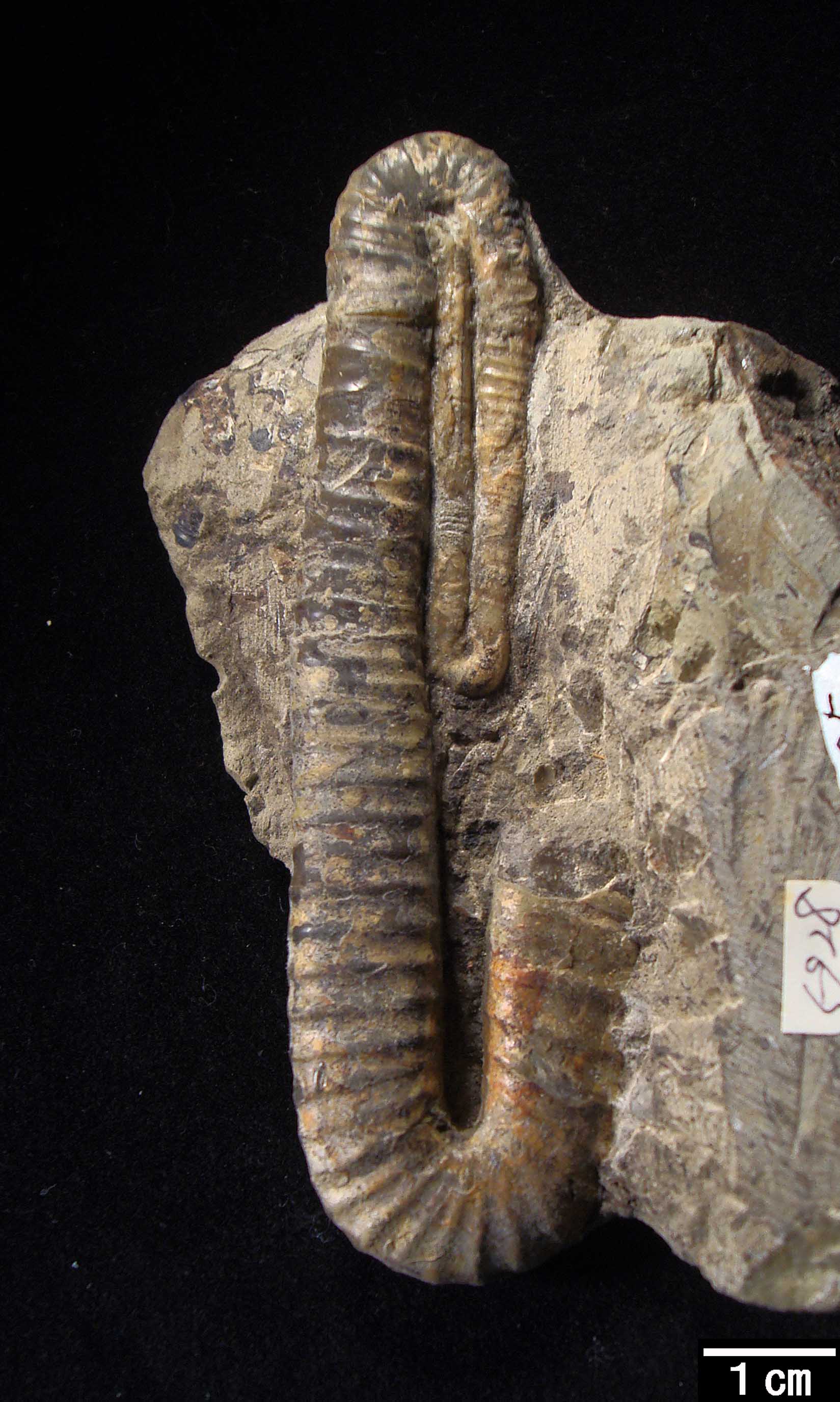 アンモナイト オウムガイ