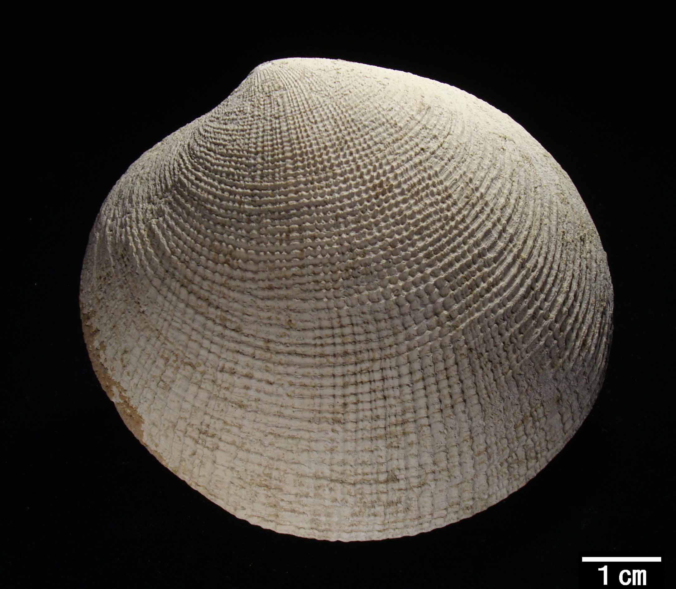 貝類 腕足類など