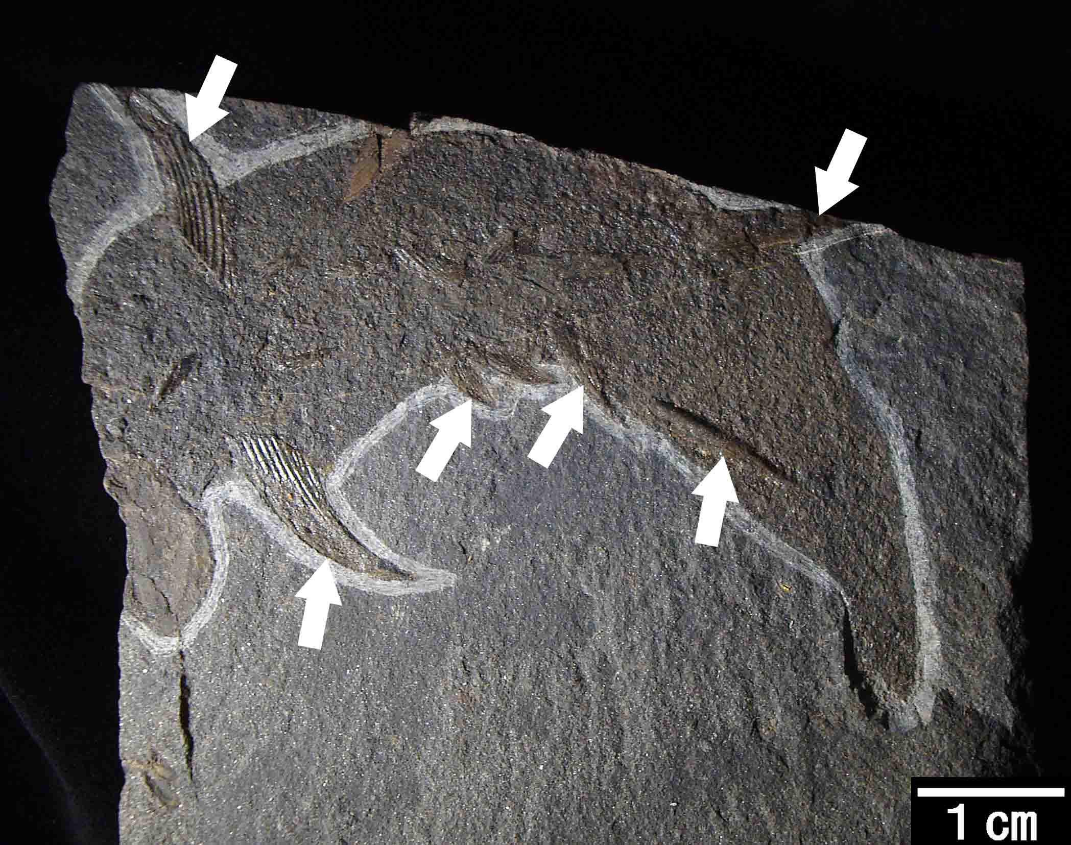 脊椎動物の進化