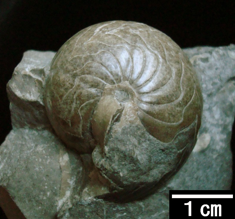 アンモナイト オウムガイ