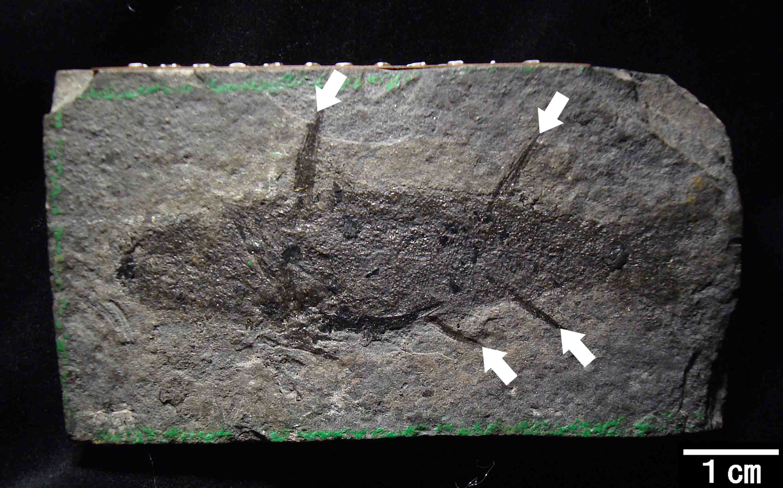 脊椎動物の進化