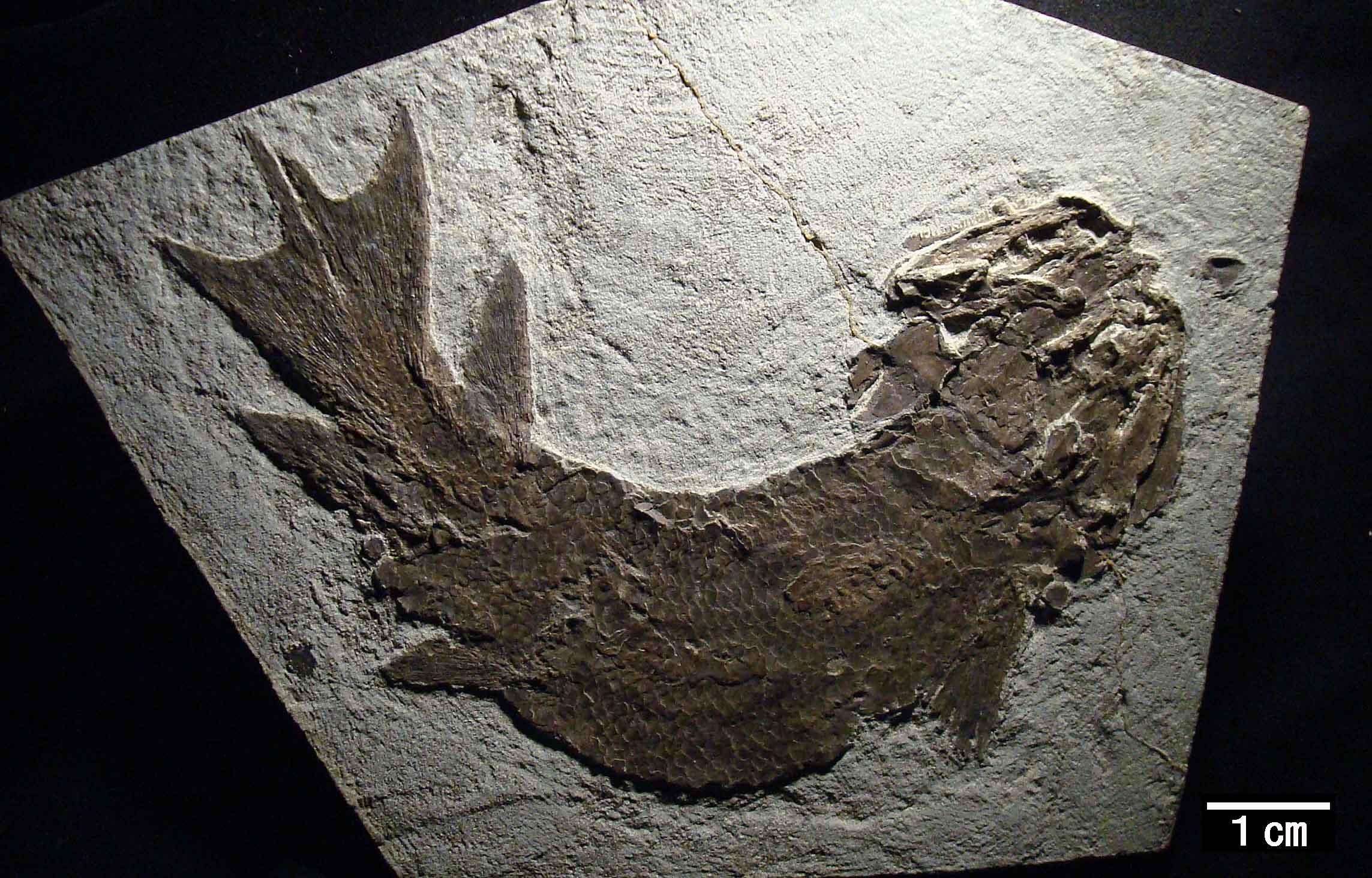 脊椎動物の進化