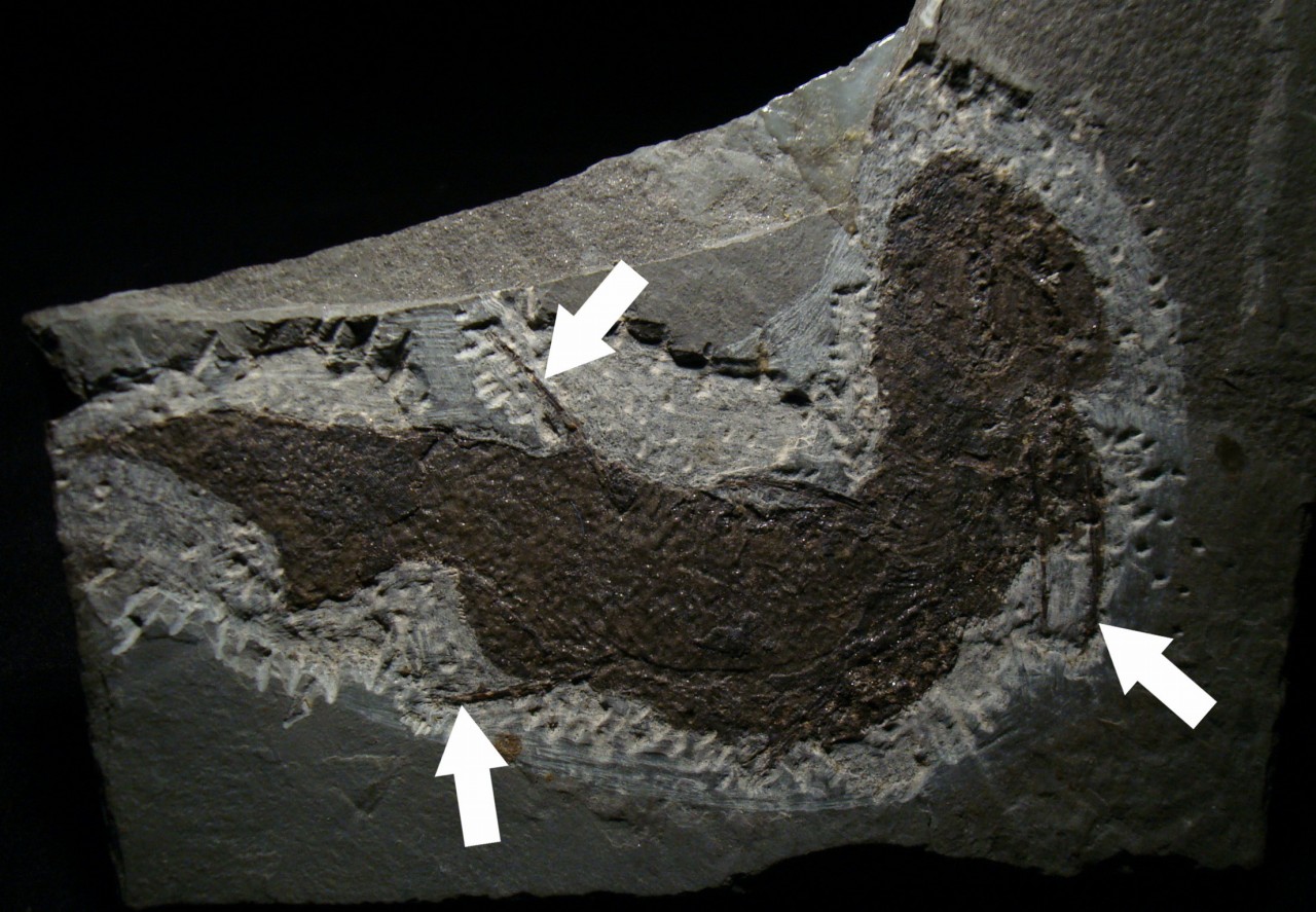 脊椎動物の進化